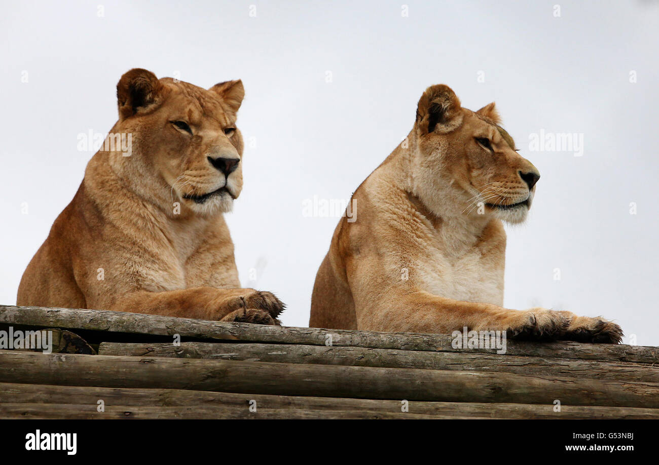 Lions at Howletts Wild Animal Park Stock Photo - Alamy