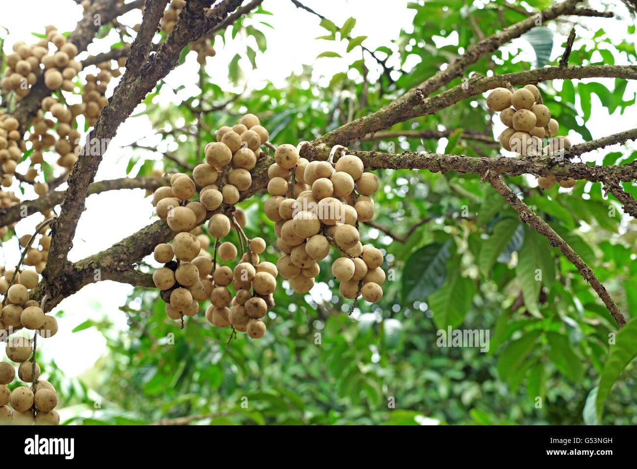 long kong on tree in organic farm Stock Photo - Alamy