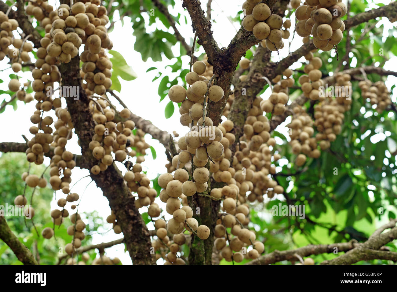 long kong on tree in organic farm Stock Photo - Alamy
