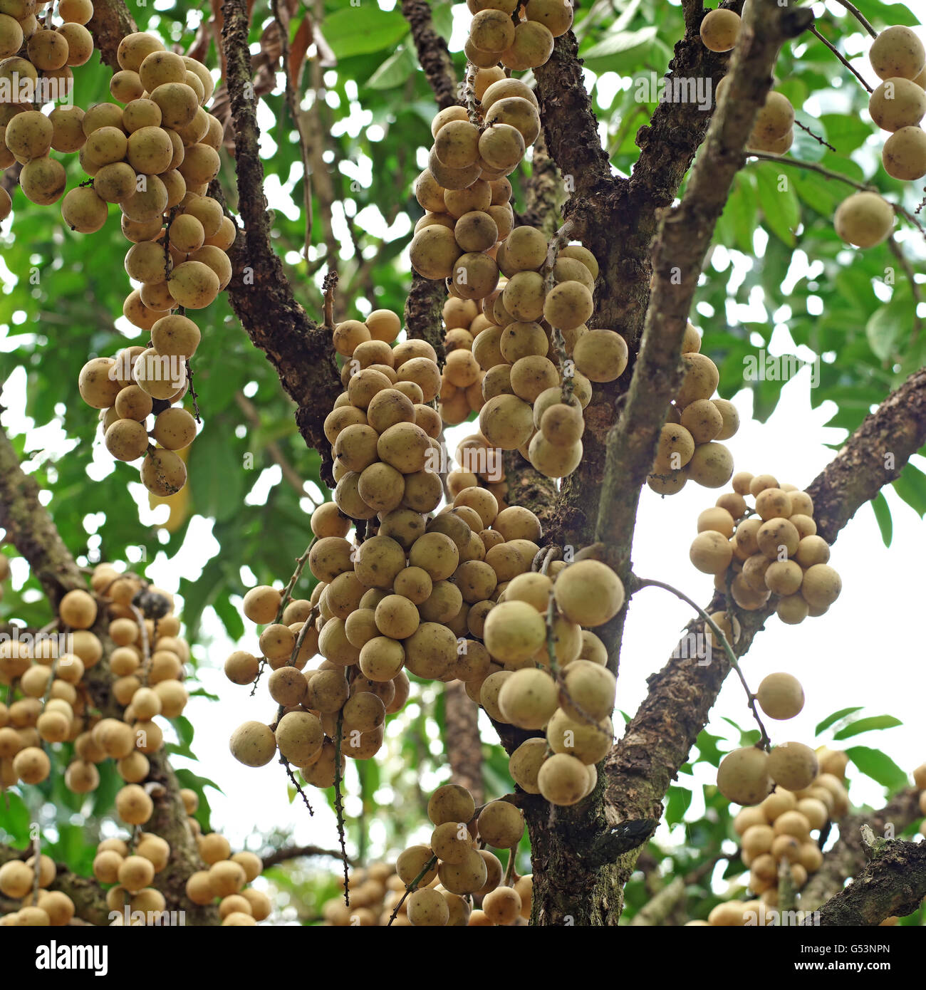 long kong on tree in organic farm Stock Photo - Alamy