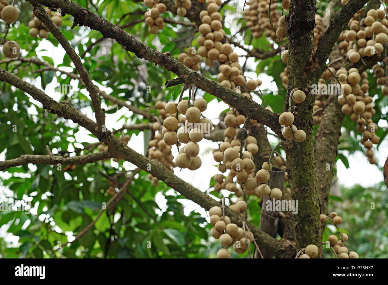 long kong on tree in organic farm Stock Photo - Alamy
