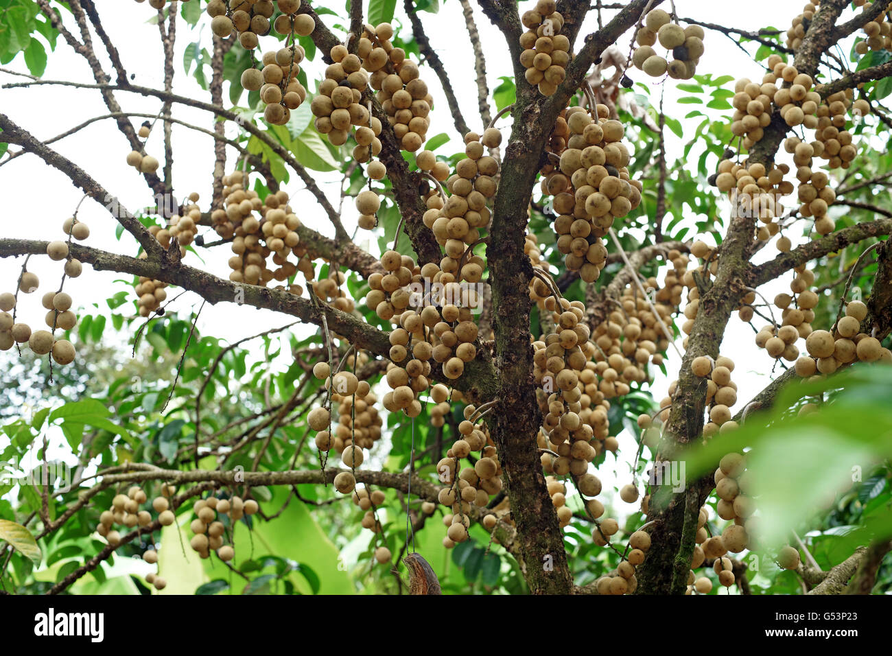 long kong on tree in organic farm Stock Photo - Alamy