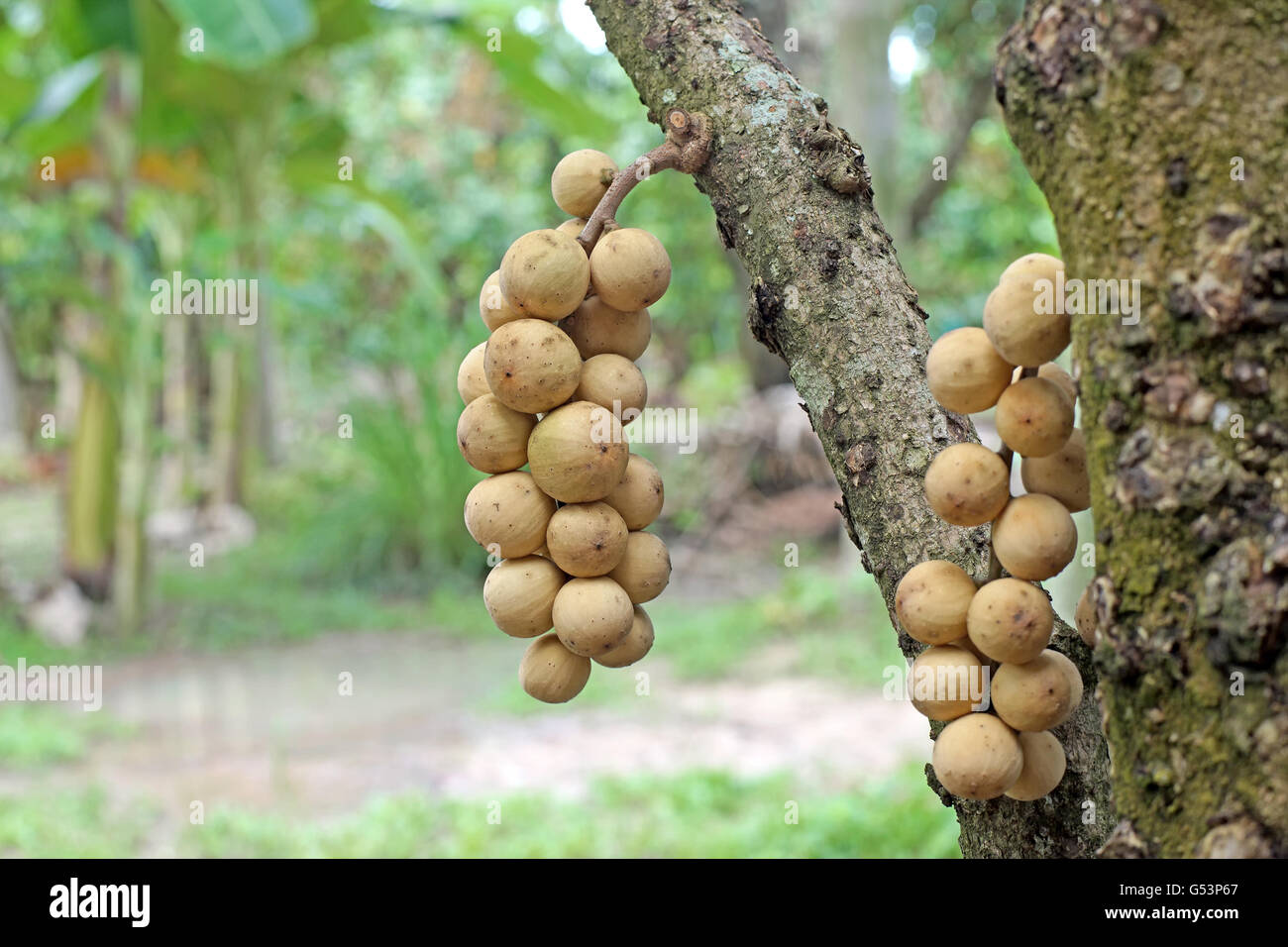 long kong on tree in organic farm Stock Photo - Alamy