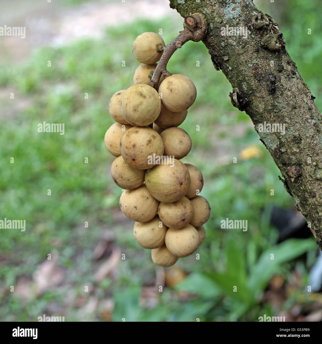 long kong on tree in organic farm Stock Photo - Alamy