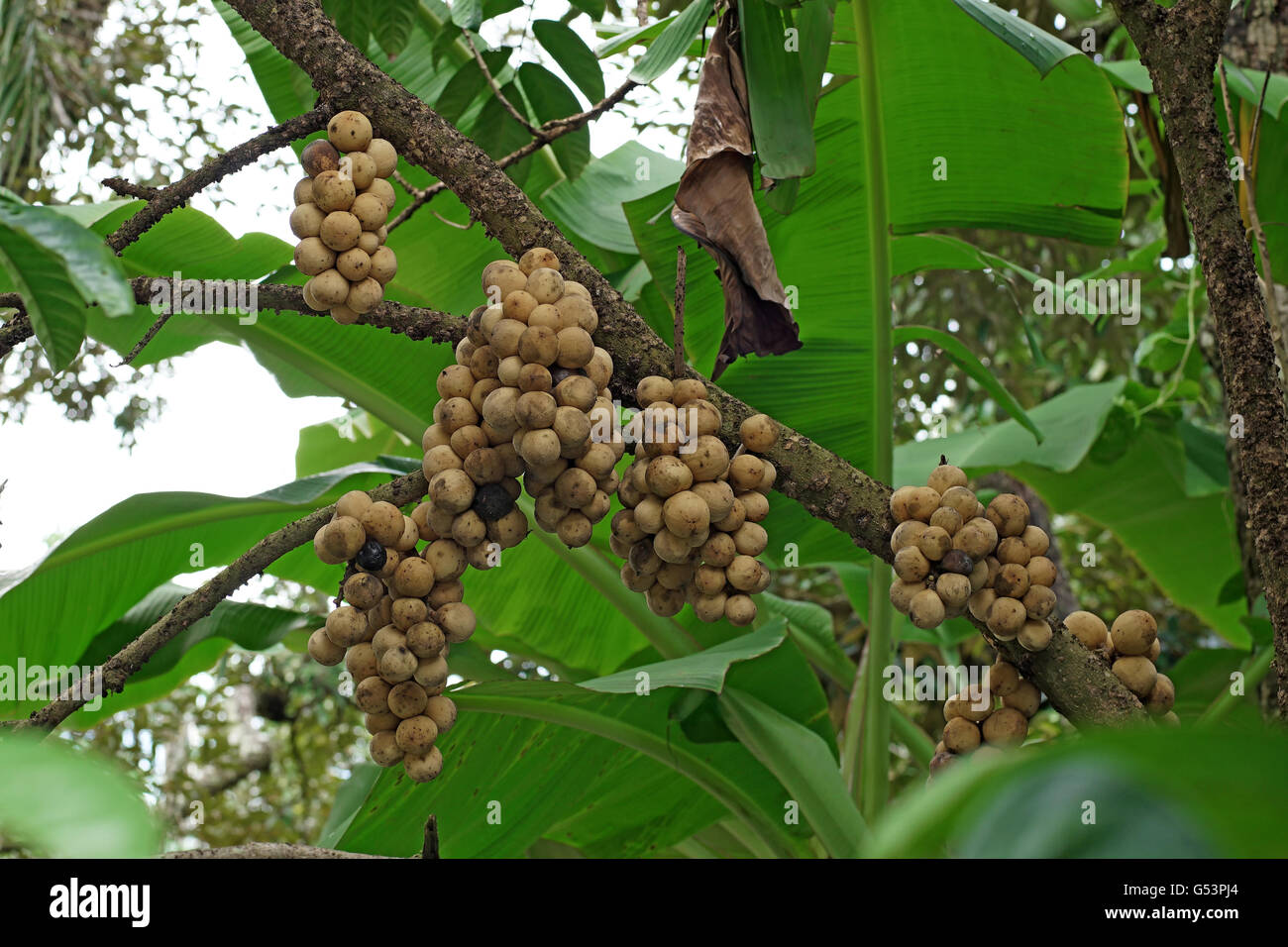 long kong on tree in organic farm Stock Photo - Alamy