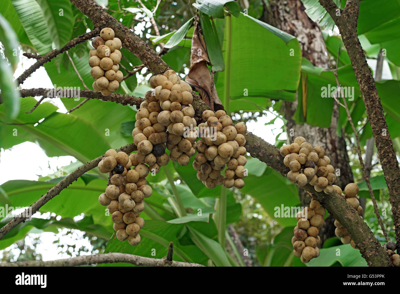 long kong on tree in organic farm Stock Photo - Alamy
