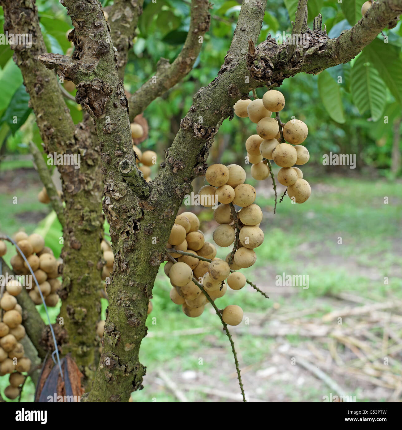 long kong on tree in organic farm Stock Photo - Alamy
