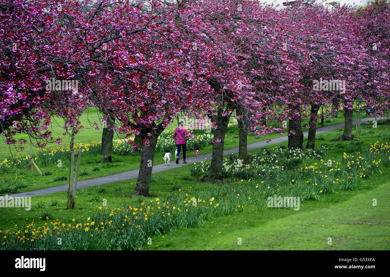 A woman walks her dogs under a magnificent display of blossom in ...