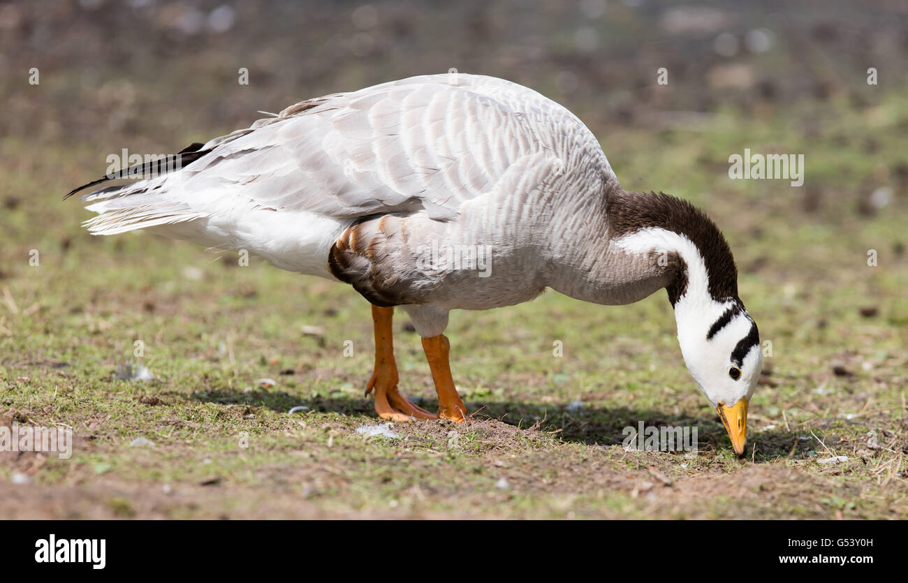 Bar headed goose eulabeia indica anser hi-res stock photography and ...