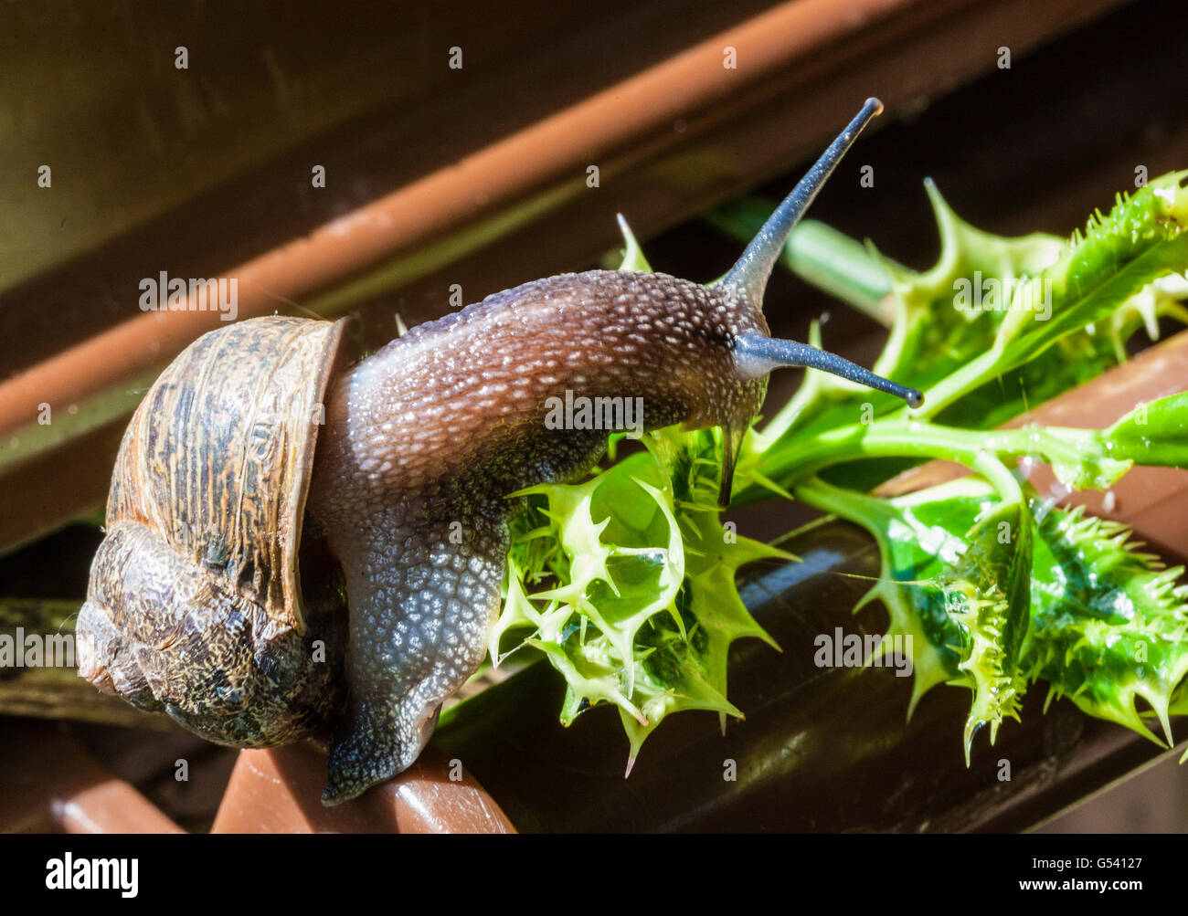 A snail crossing a green waste recycling wheelie bin Stock Photo - Alamy