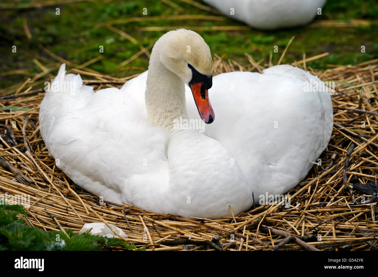 A mother swan, known as a 'pen' sits on her nest at Abbotsbury Swannery ...