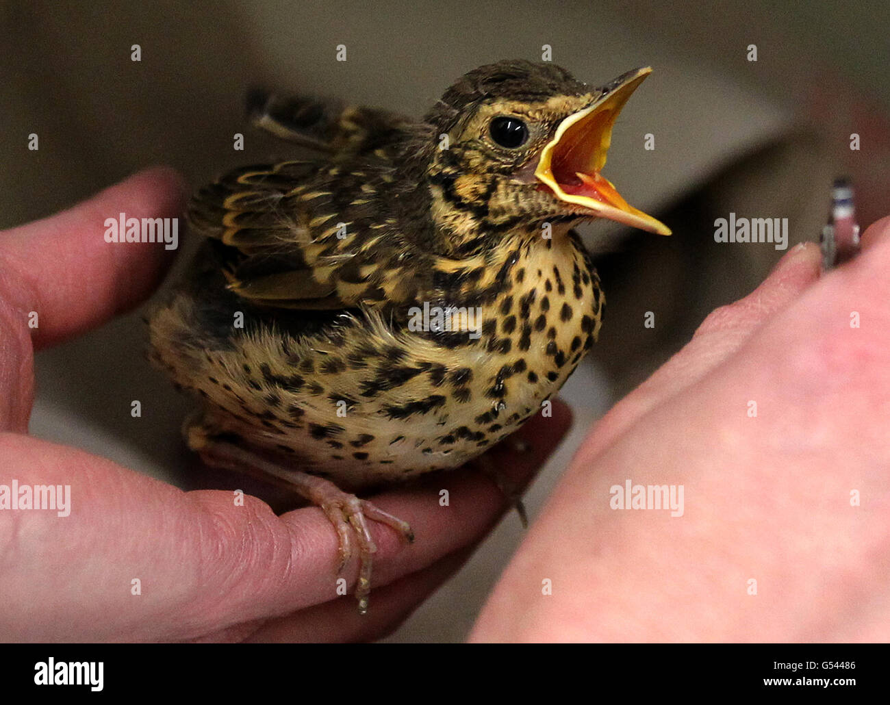 Scottish SPCA Wildlife Rescue Centre Stock Photo - Alamy