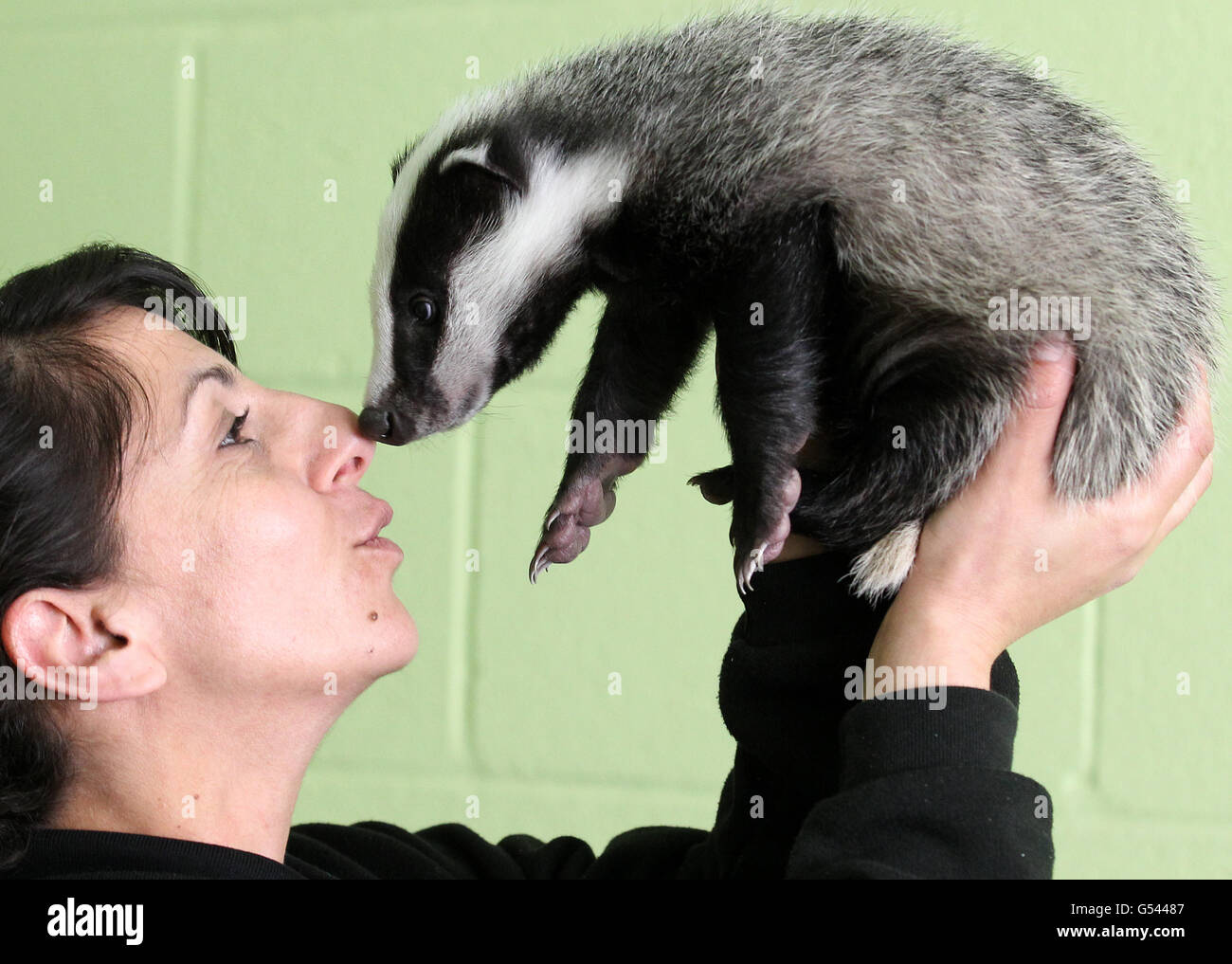 Badger rescue centre hi-res stock photography and images - Alamy