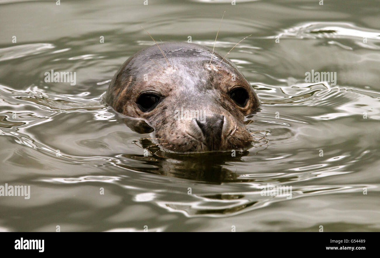 Scottish spca wildlife rescue centre hi-res stock photography and ...
