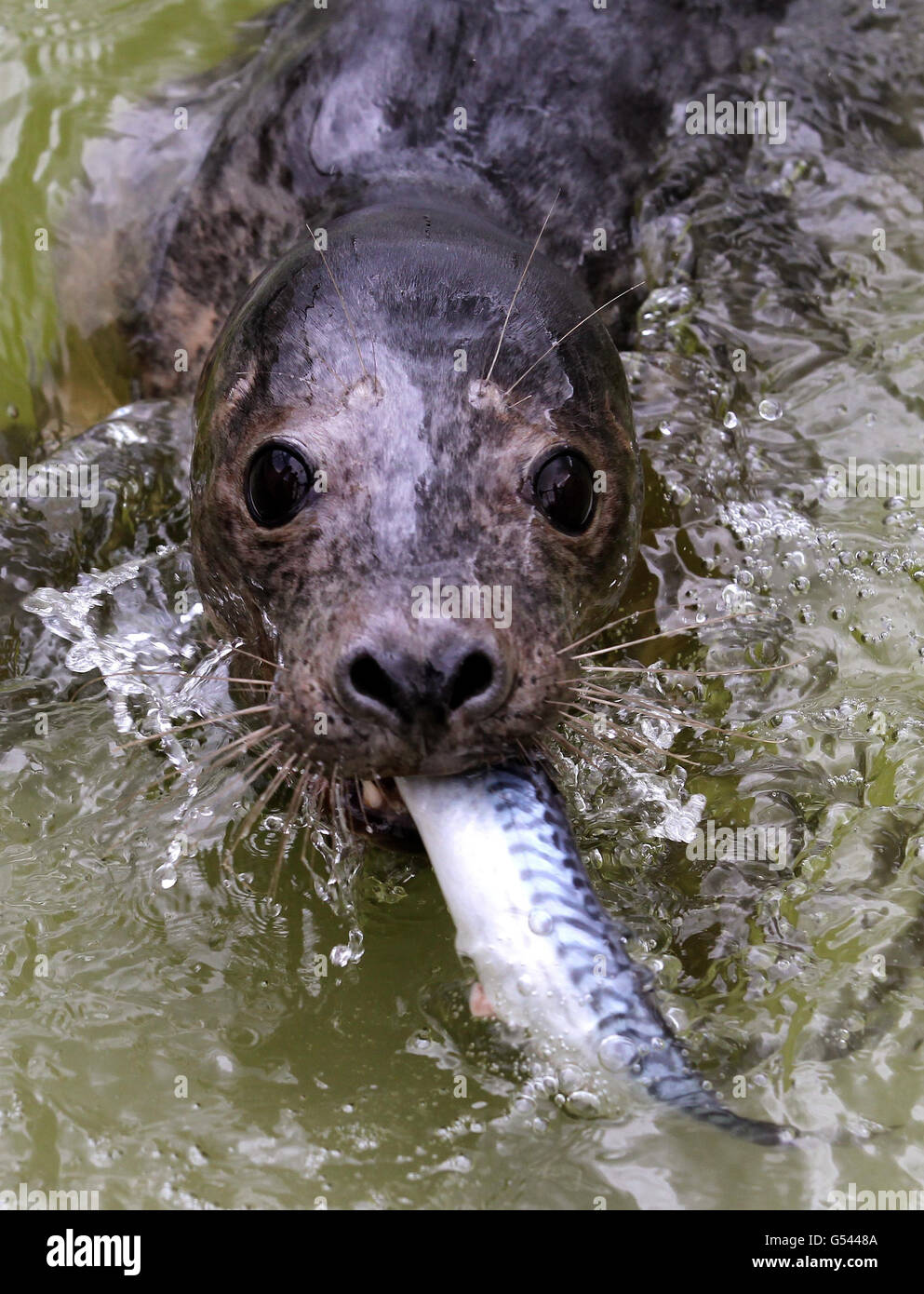Scottish spca wildlife rescue centre hi-res stock photography and ...