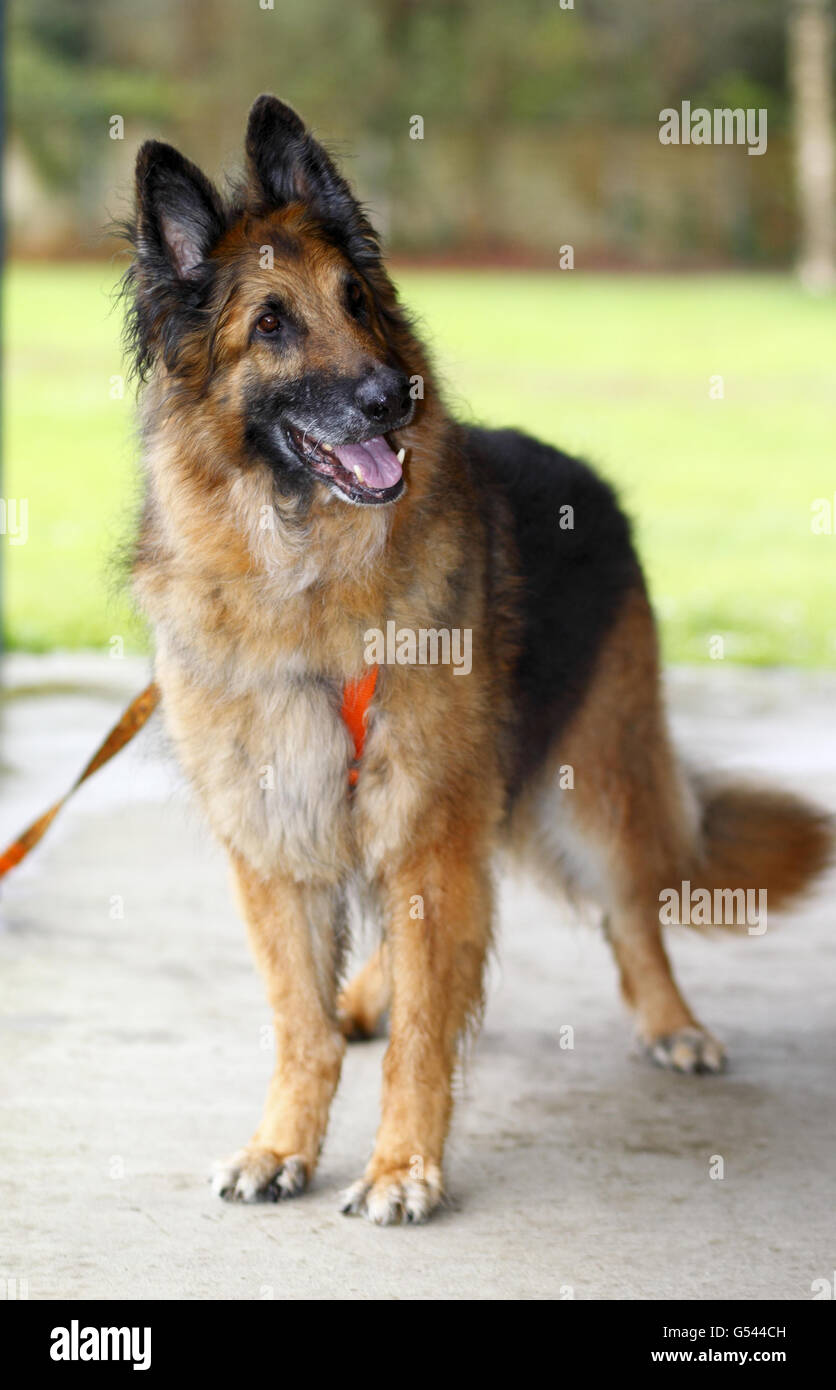 Pictured at the animal centre at ashley heath near ringwood hi-res ...