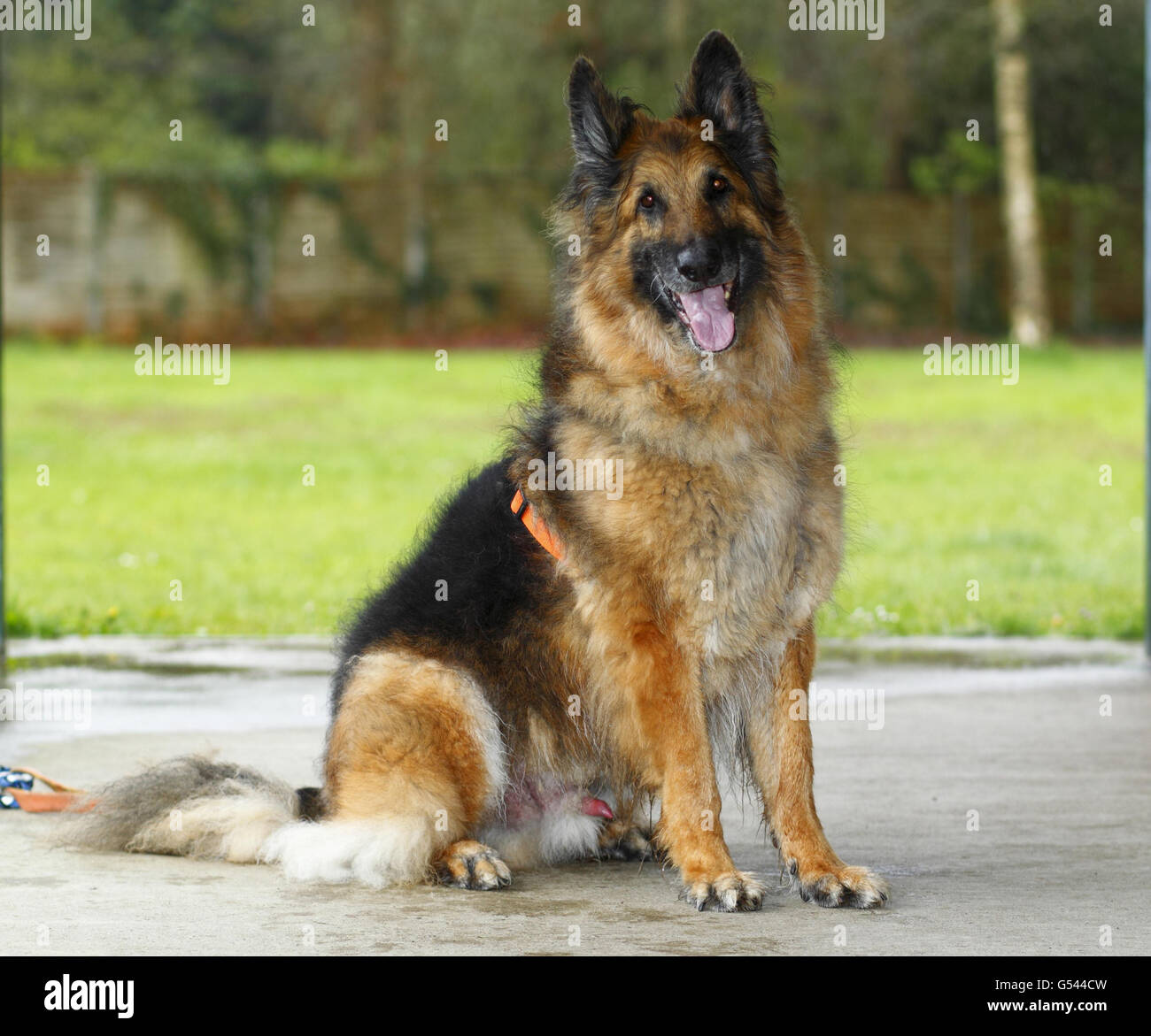 Pictured at the animal centre at ashley heath near ringwood hi-res ...
