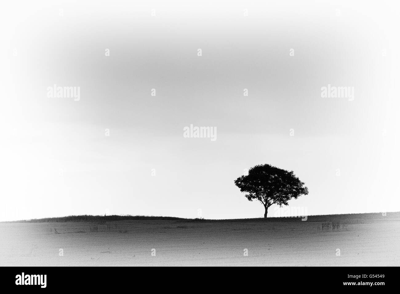 One tree. One hill. One sky Stock Photo - Alamy