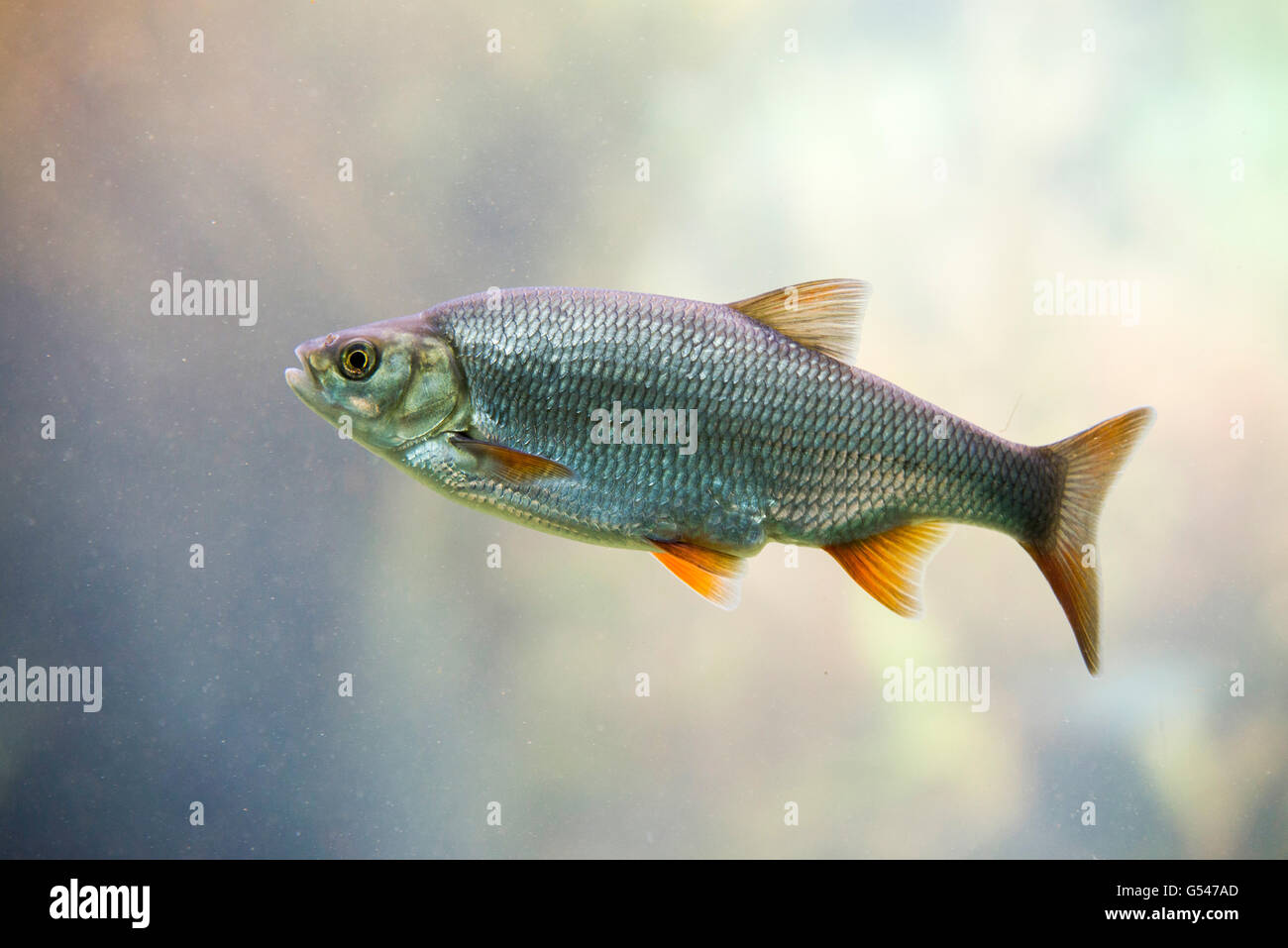 Roach hi-res stock photography and images - Alamy