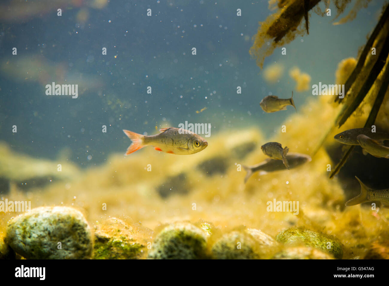 Fish swimming in monochromatic blue hi-res stock photography and images ...