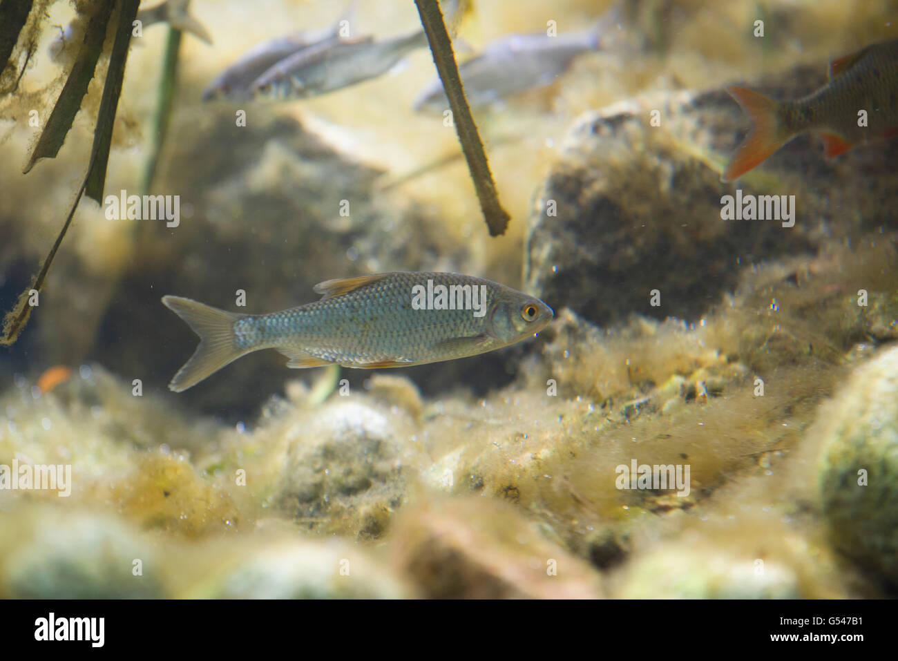 Shot small fish swimming in hi-res stock photography and images - Alamy