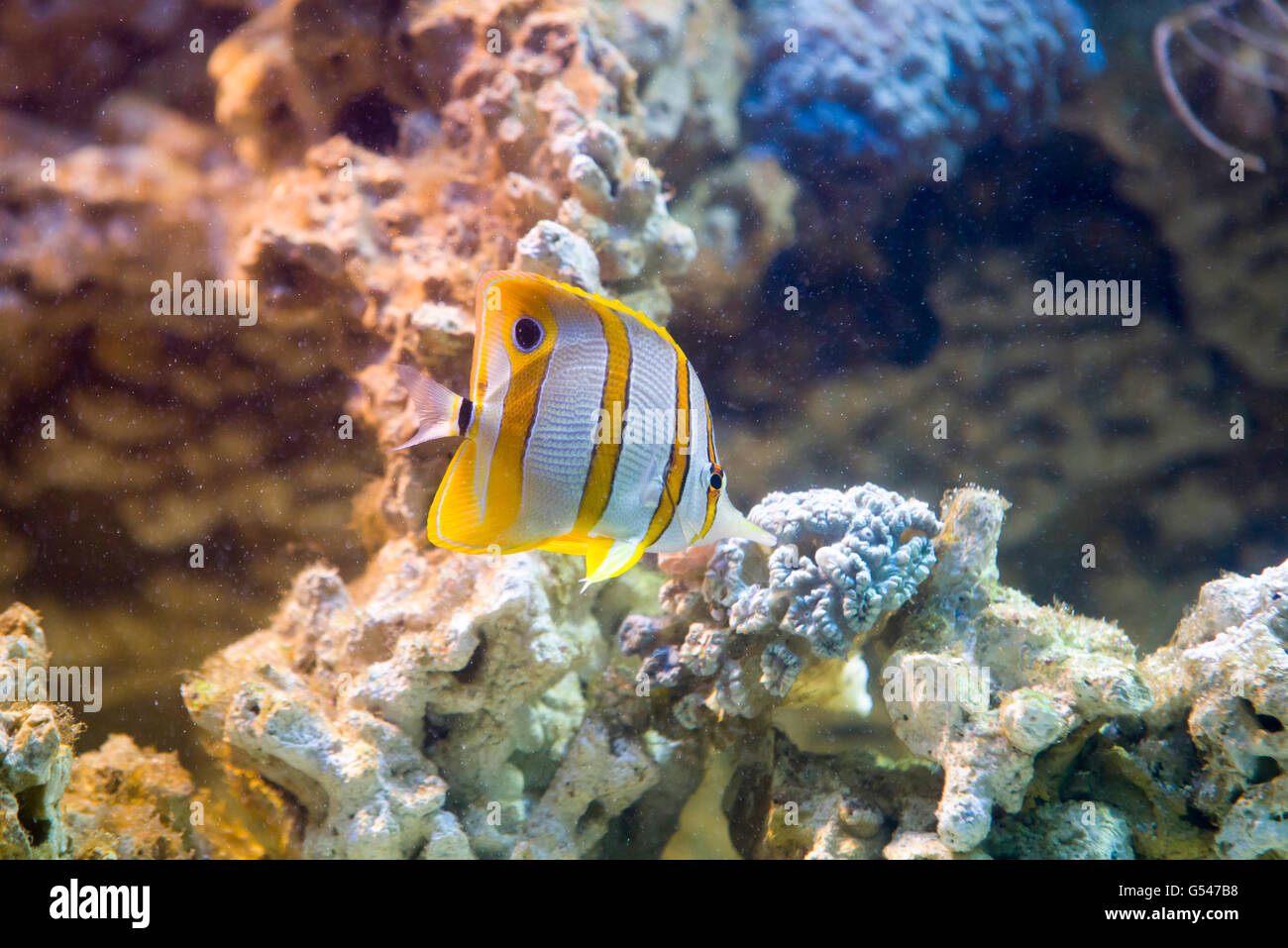 Copperband butterflyfish (Chelmon rostratus Stock Photo - Alamy