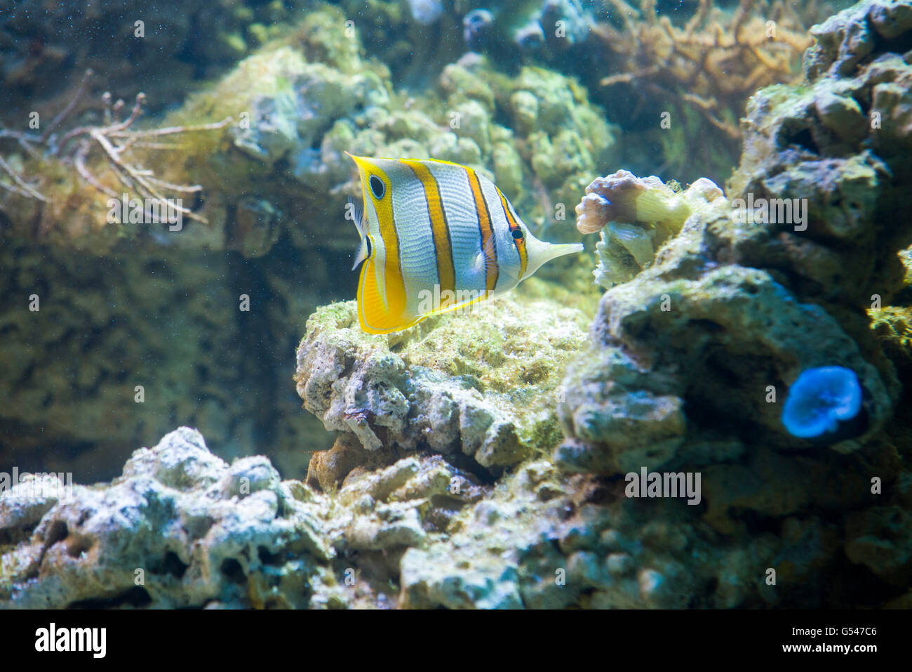 Copperband butterflyfish (Chelmon rostratus Stock Photo - Alamy