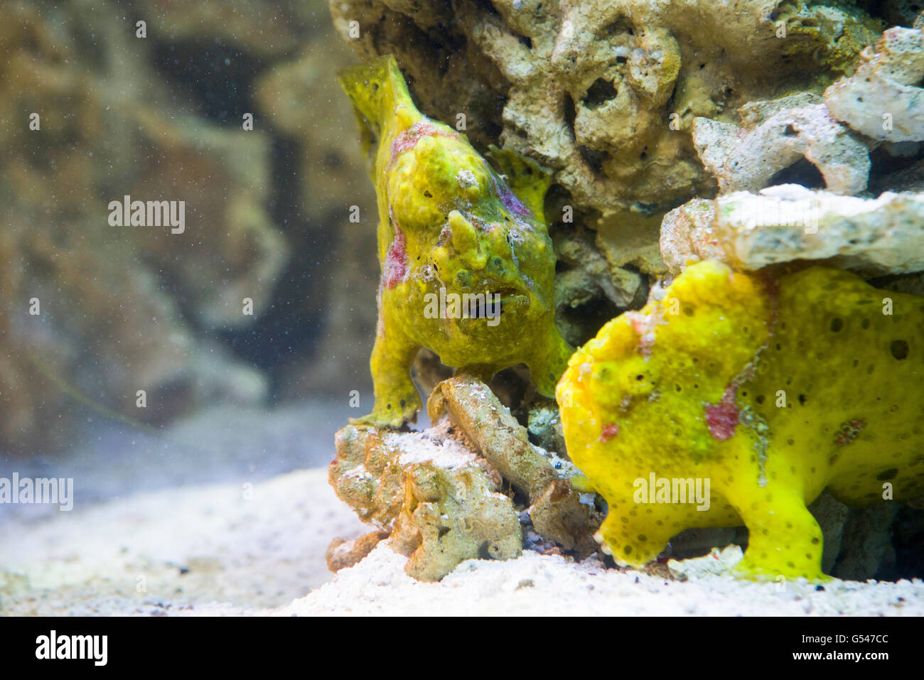 Striped anglerfish hi-res stock photography and images - Alamy