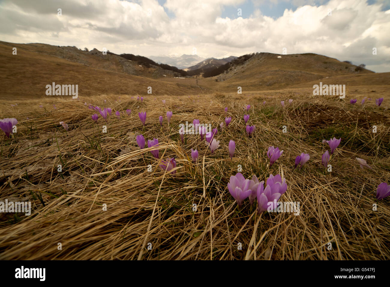 Crocus flowers and Italian landscape Stock Photo - Alamy