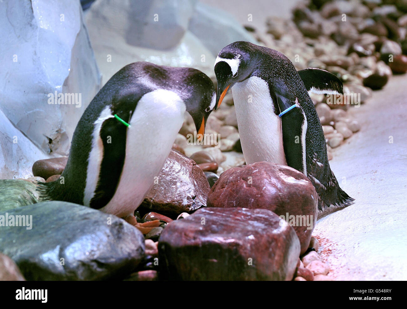 Encourage first penguins hi-res stock photography and images - Alamy