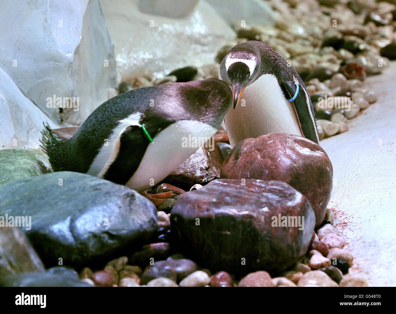 Pilfer hi-res stock photography and images - Alamy