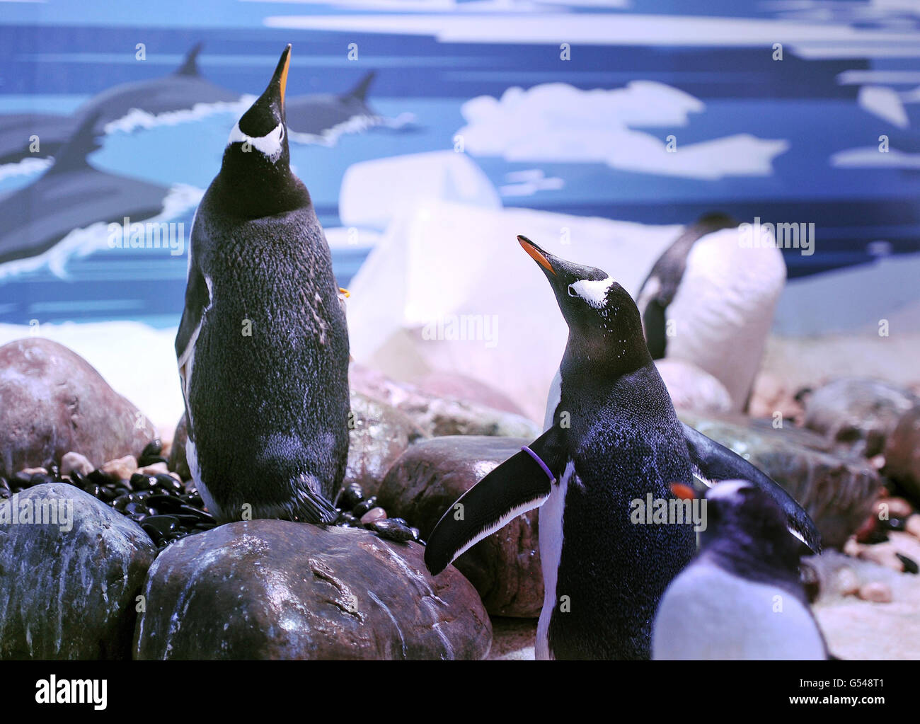 Gentoo penguin Vladamir (left) and the object of his affection Ronnie ...