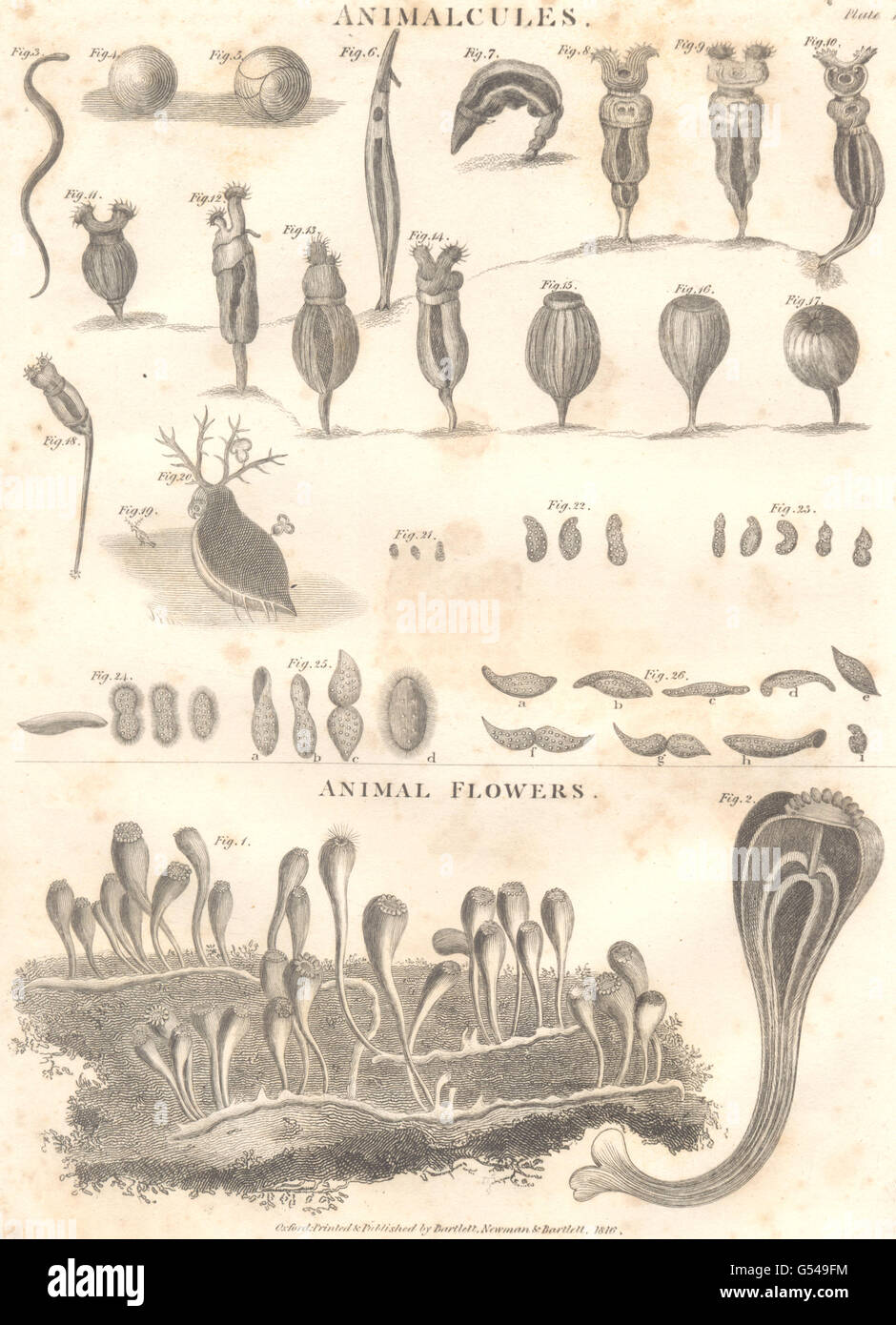 ANIMALS: Animalcules; Animal Flowers. (Oxford Encyclopaedia), old print ...