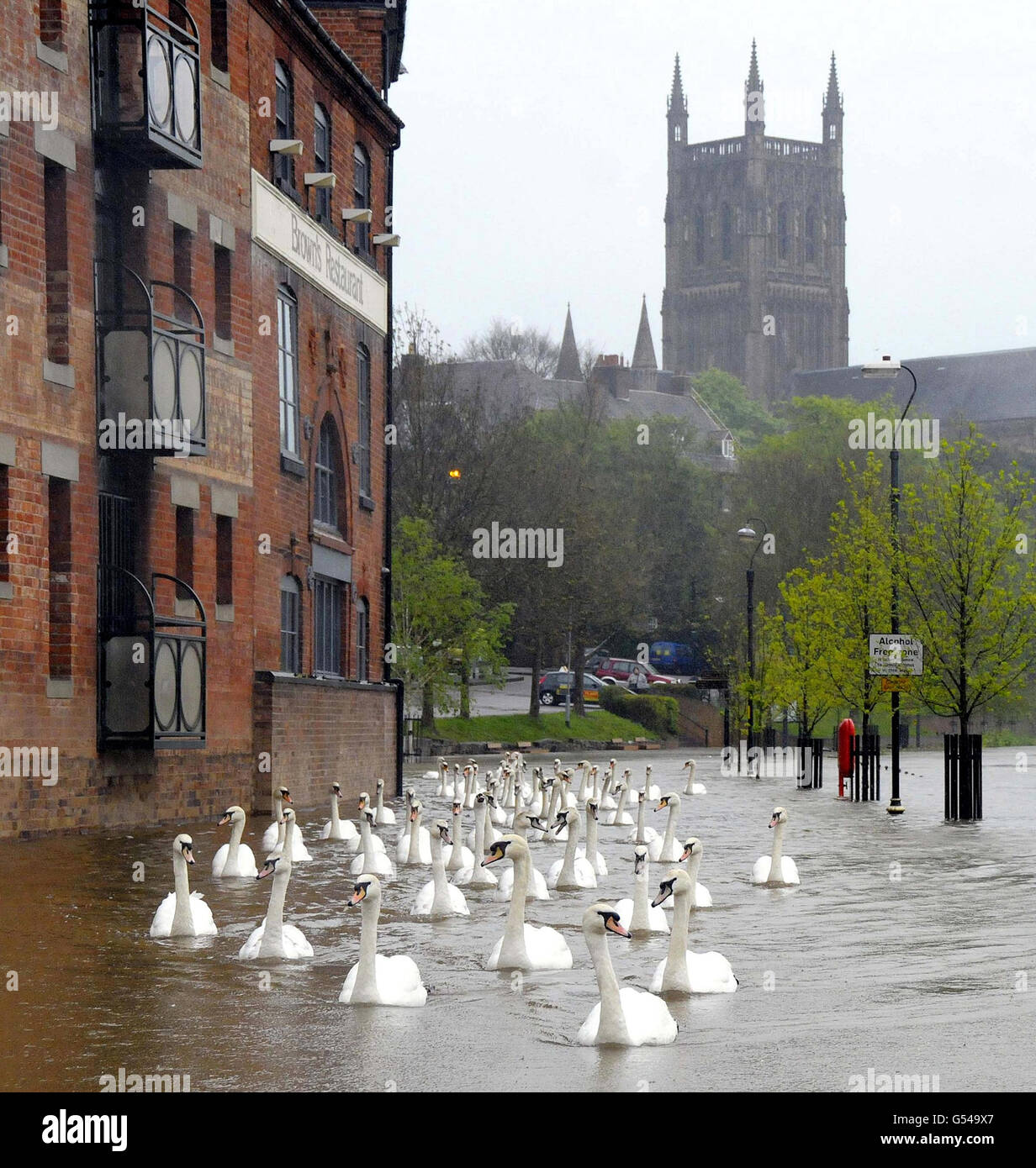 Swans glide through the flooded riverside walkways in the shadow of the ...