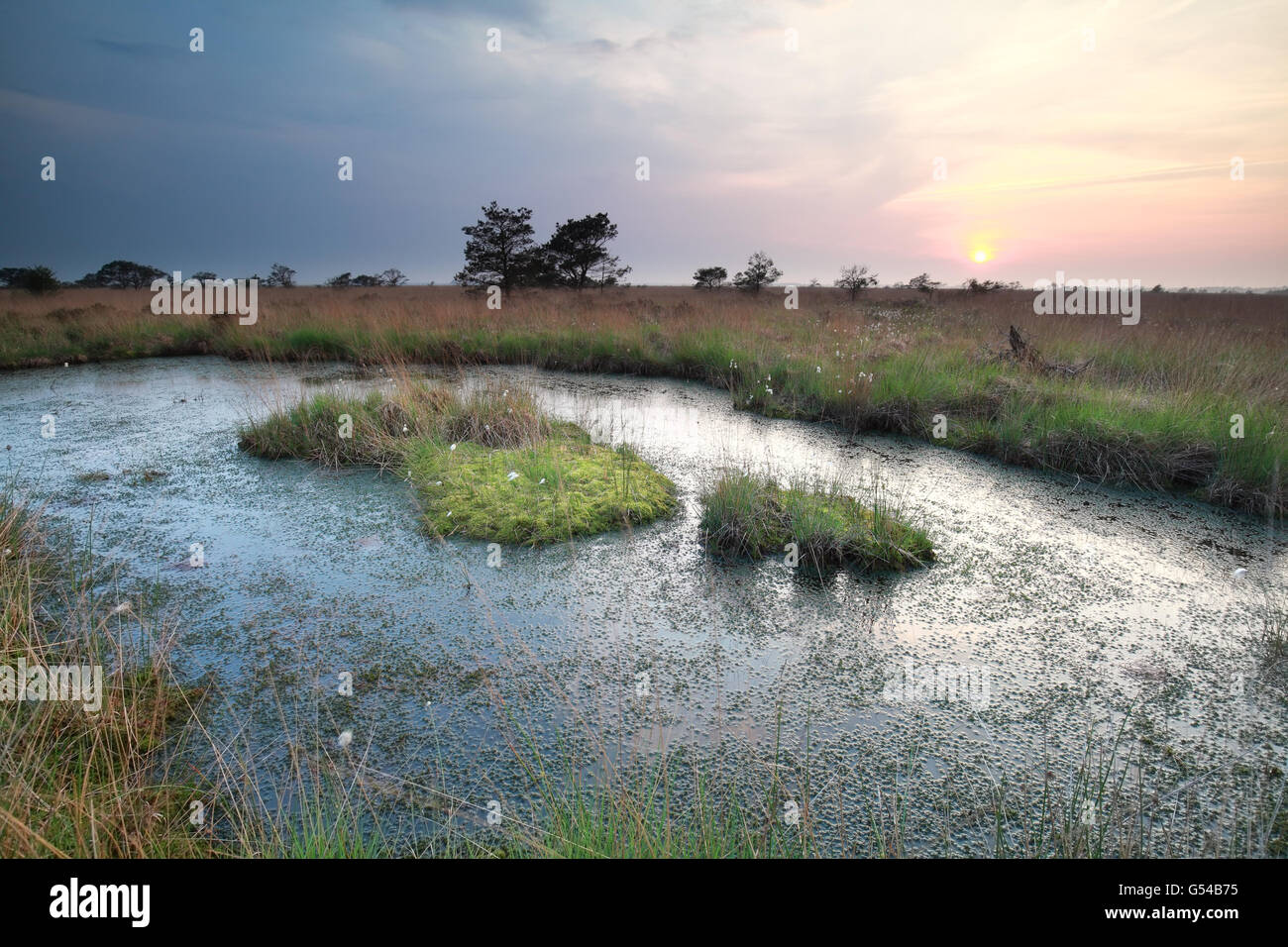 summer sunset on wild swamp, Drenthe, Netherlands Stock Photo - Alamy