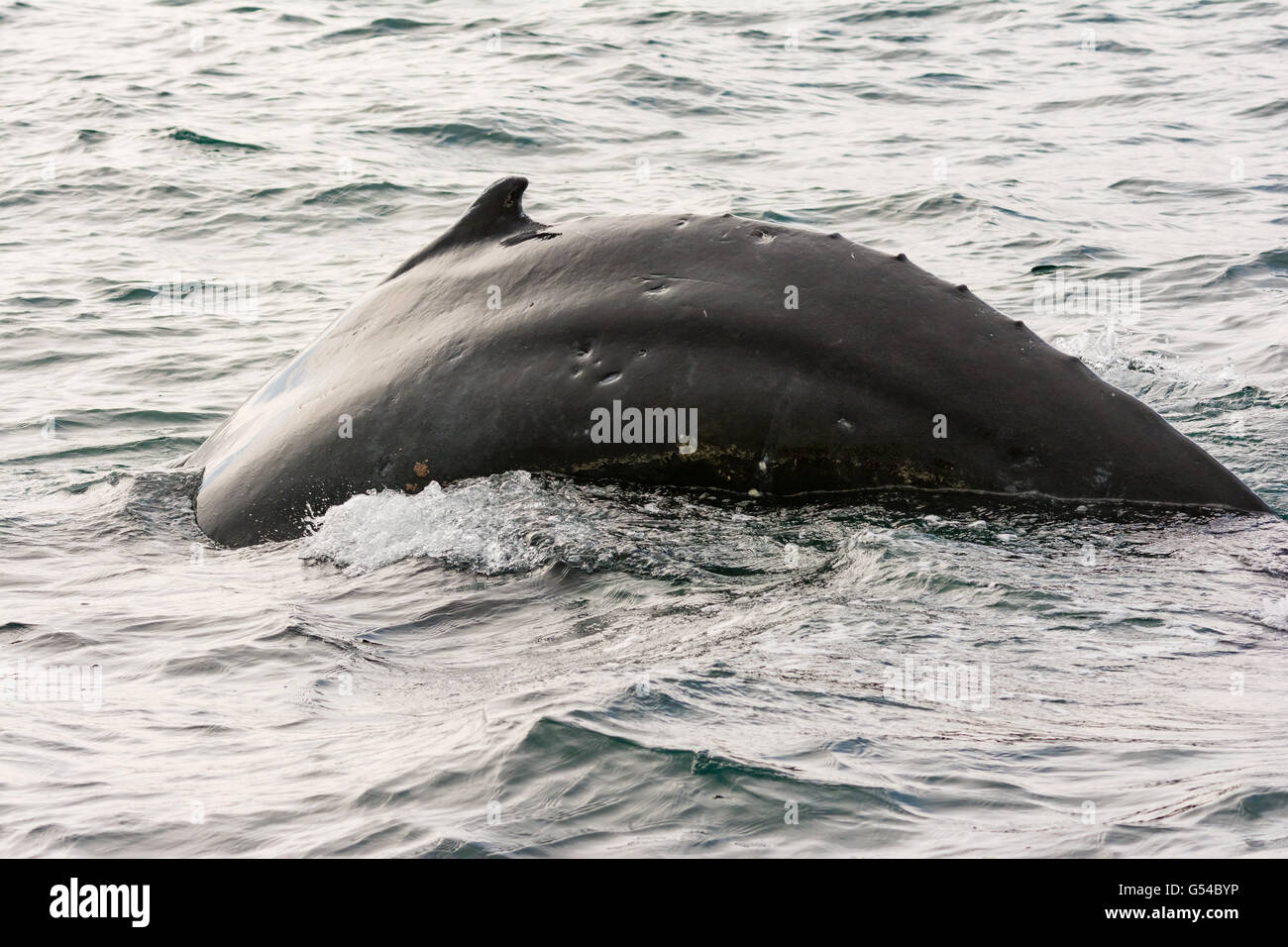 Whale skin close up hi-res stock photography and images - Alamy