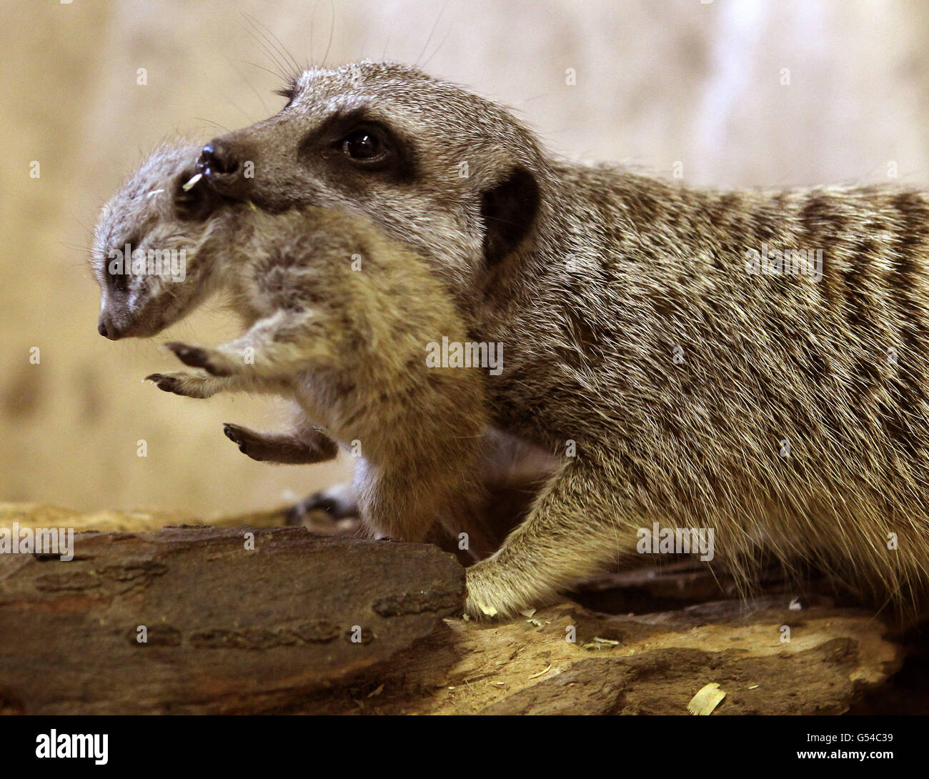 Meerkat cubs blair drummond safari park hi-res stock photography and ...