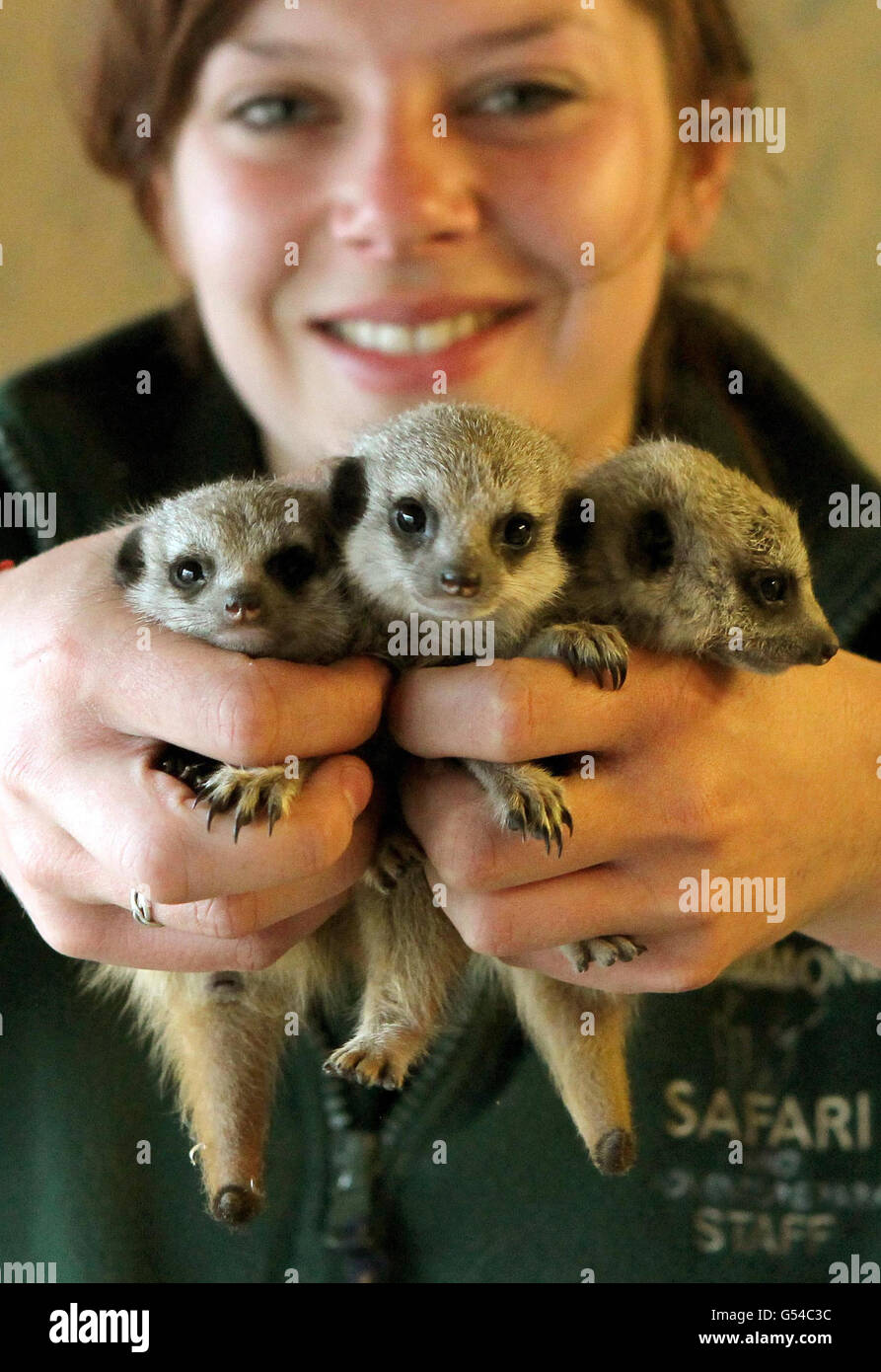 Born recently blair drummond safari park hi-res stock photography and ...