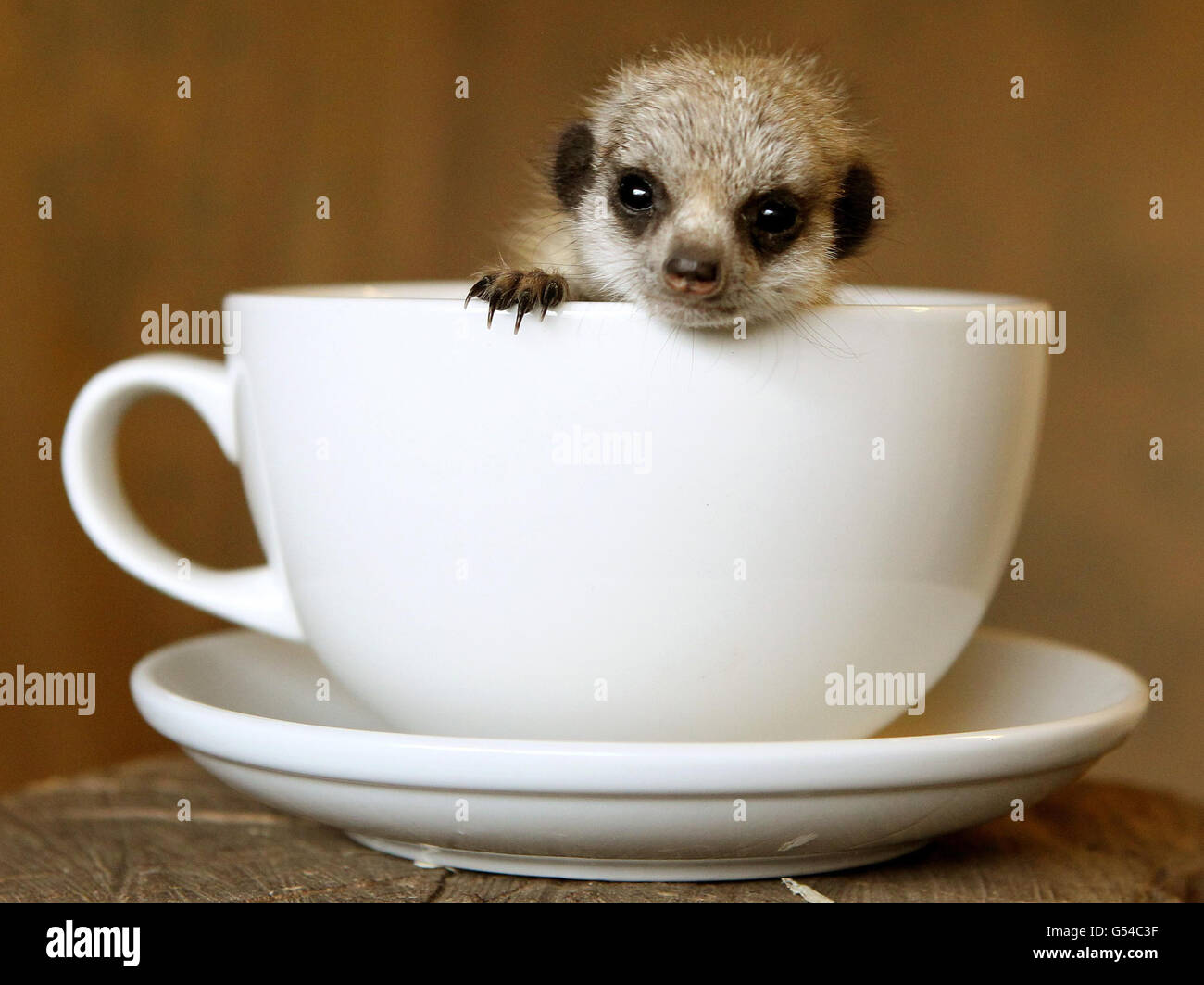 A meerkat blair drummond safari park hi-res stock photography and ...
