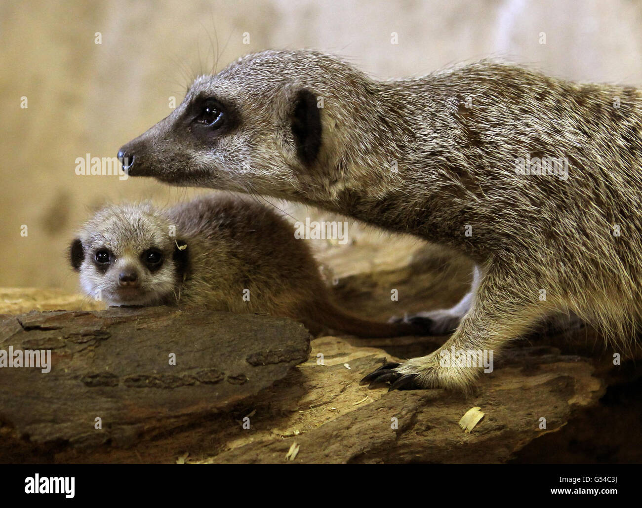 Meerkat cubs blair drummond safari park hi-res stock photography and ...