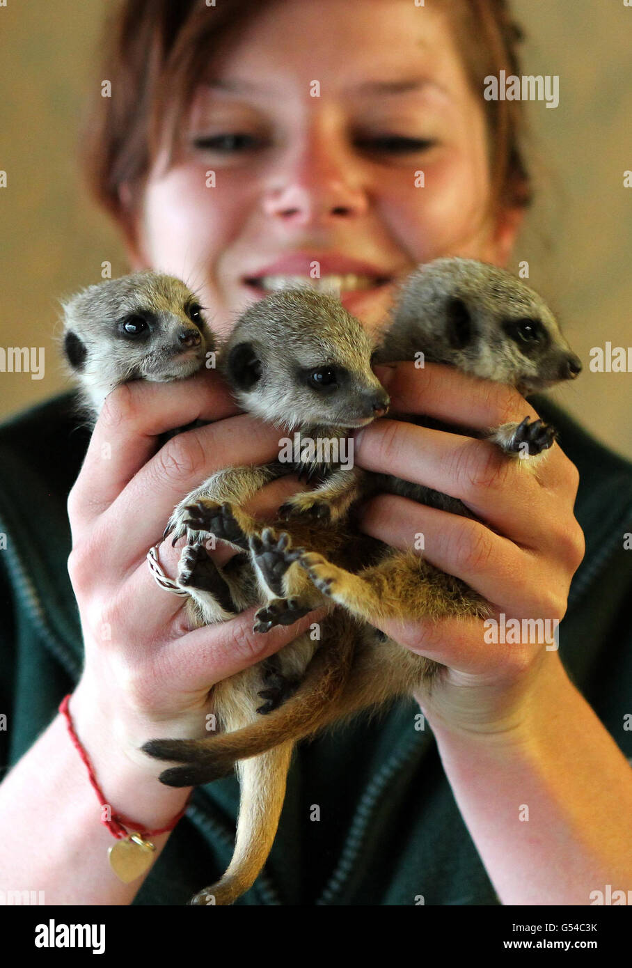 Meerkat cubs. Keeper Anna Keen at Blair Drummond Safari Park with the ...