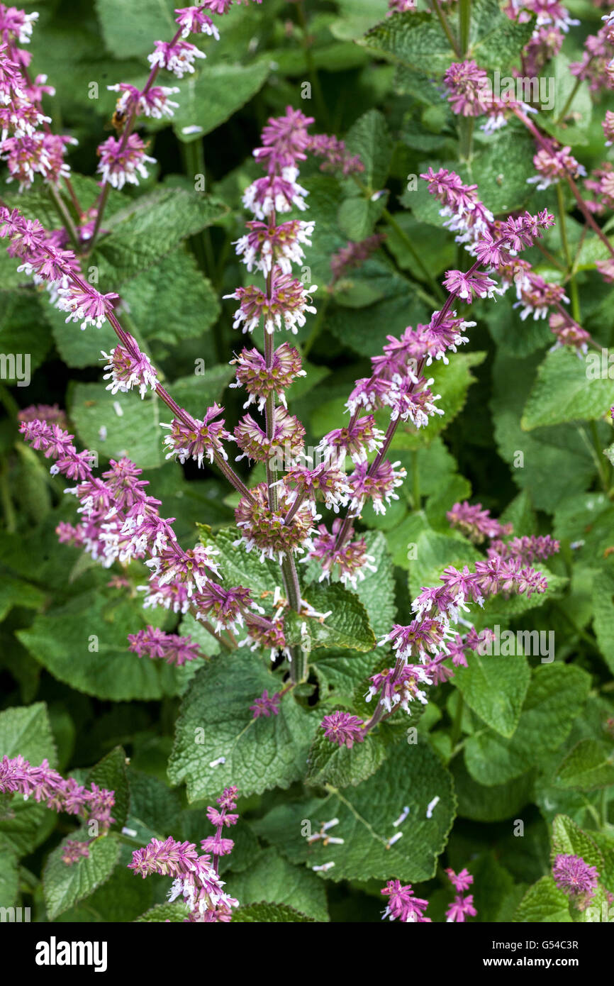 Salvia napifolia, flowers and leaves Stock Photo - Alamy