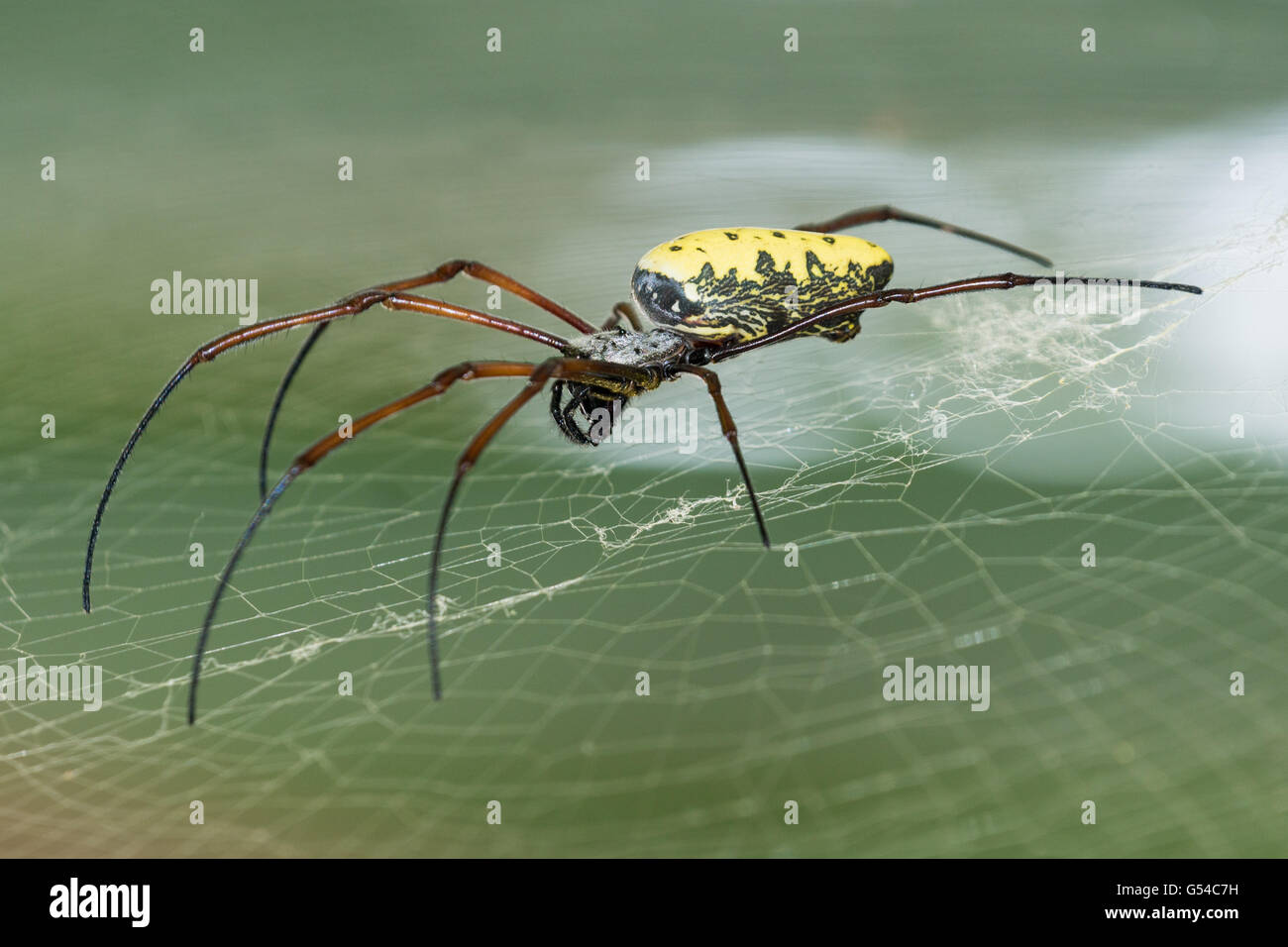 Indonesia, Java Barat, Kota Bogor, Spider in Botanical Garden, Kebun ...