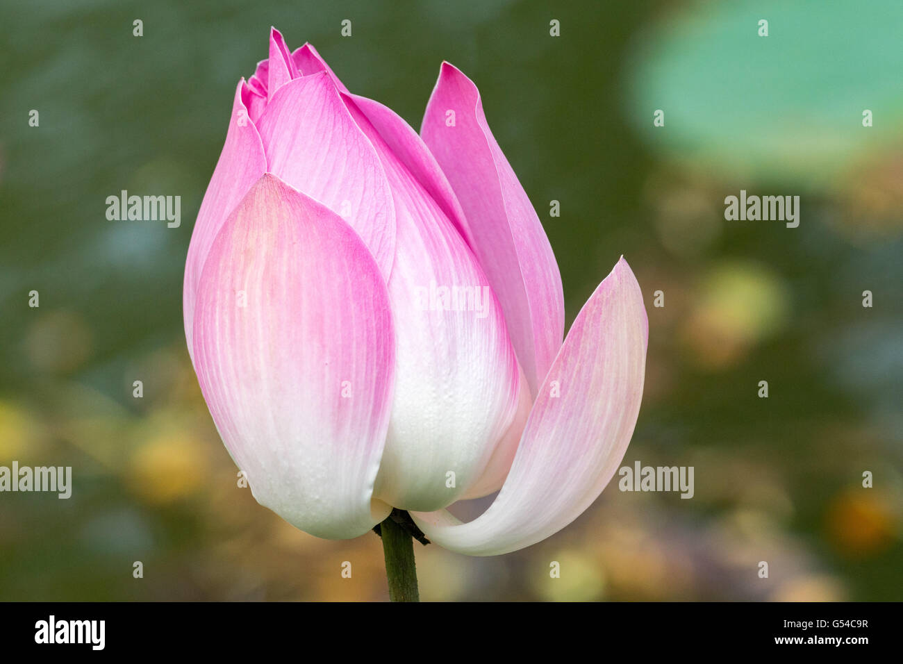 Kebun raya bogor hi-res stock photography and images - Alamy