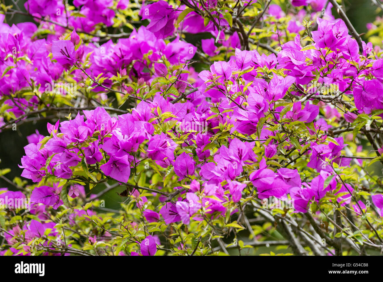 Indonesia, Java Barat, Cianjur, Purple flowers, Kebun Raya Cibodas ...