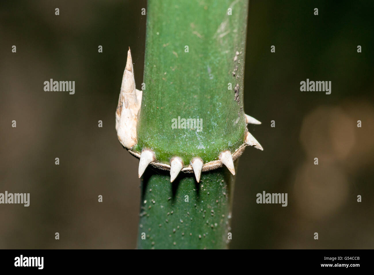 Indonesia, Java Barat, Cianjur, Kebun Raya Cibodas, Botanical Garden ...