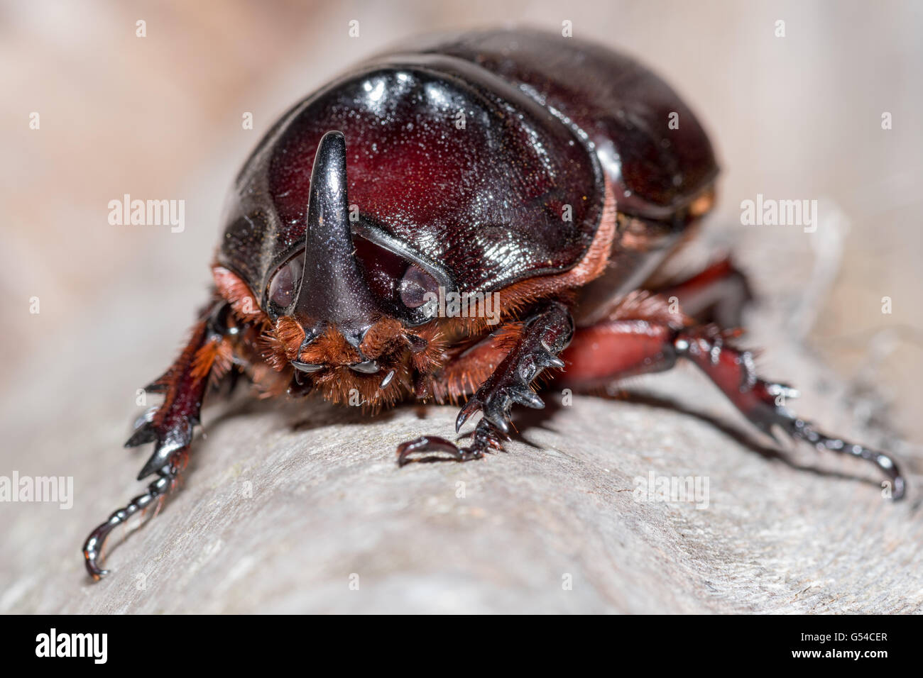 Insects of java hi-res stock photography and images - Alamy