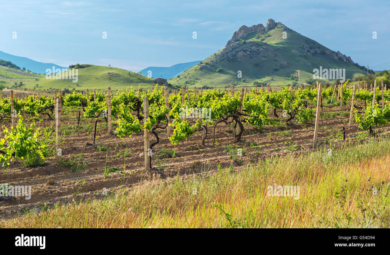 Beautiful green vineyards on fields in mountains of Crimea Stock Photo ...