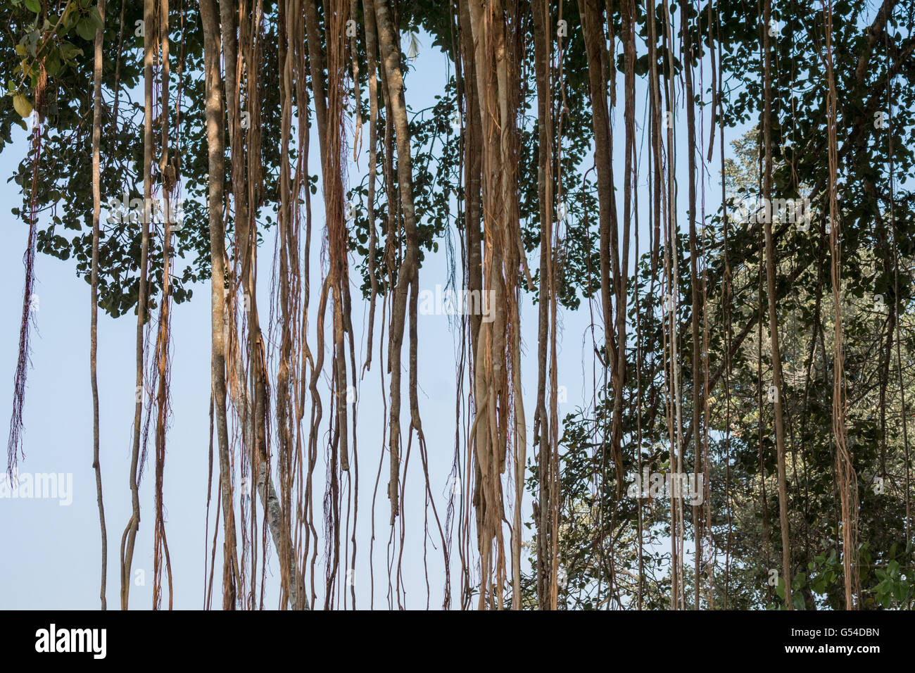 Java fig tree hi-res stock photography and images - Alamy