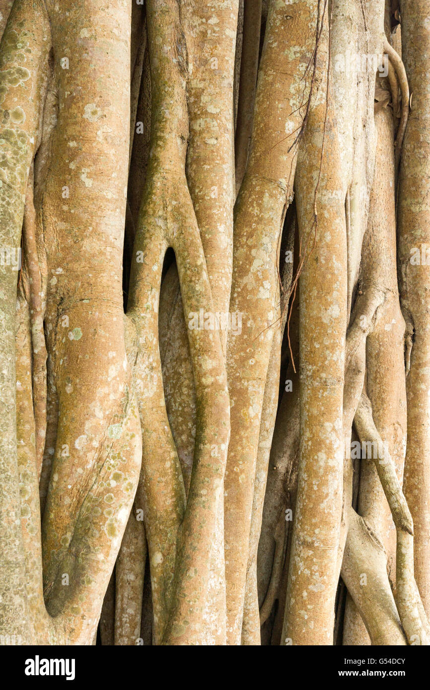 Java fig tree hi-res stock photography and images - Alamy